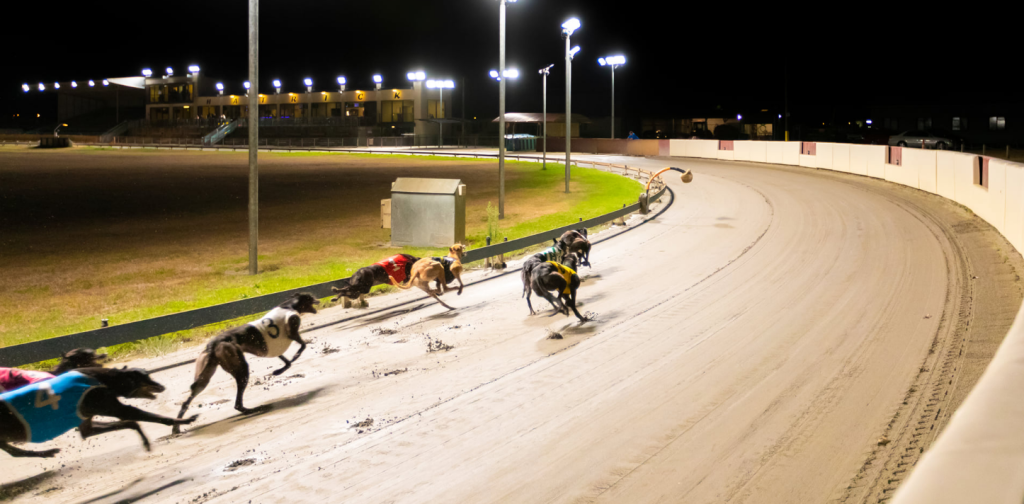 Anti glare Greyhound Racing lighting-15 years | Green Light
